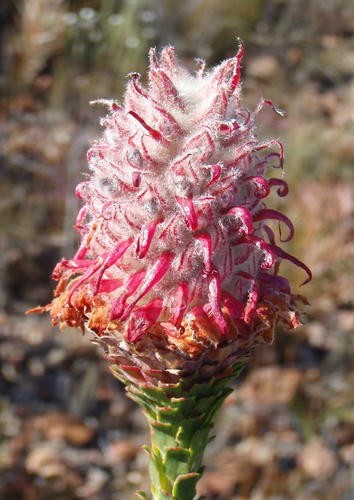 Paranomus longicaulis Flower, Leaf, Uses - PictureThis