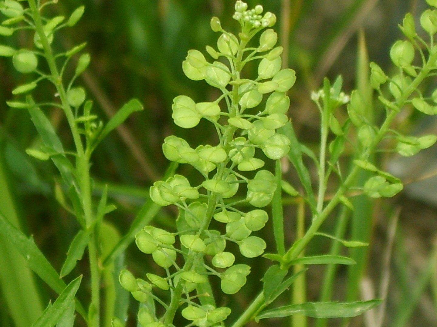 ヒメグンバイナズナ (Lepidium apetalum) 花言葉，学名，よくある質問 - PictureThis