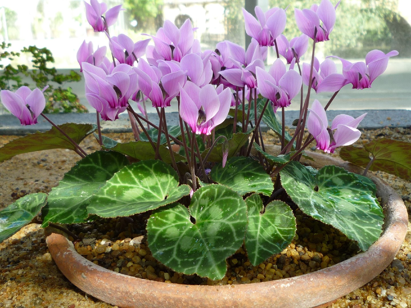 Cyclamen graecum - PictureThis