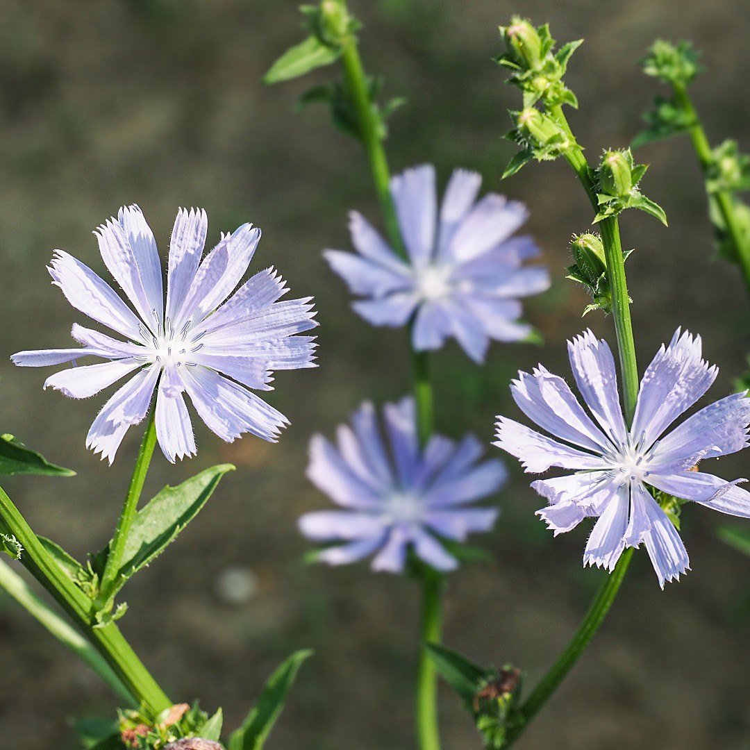 Common chicory (Cichorium intybus) Flower, Leaf, Care, Uses - PictureThis