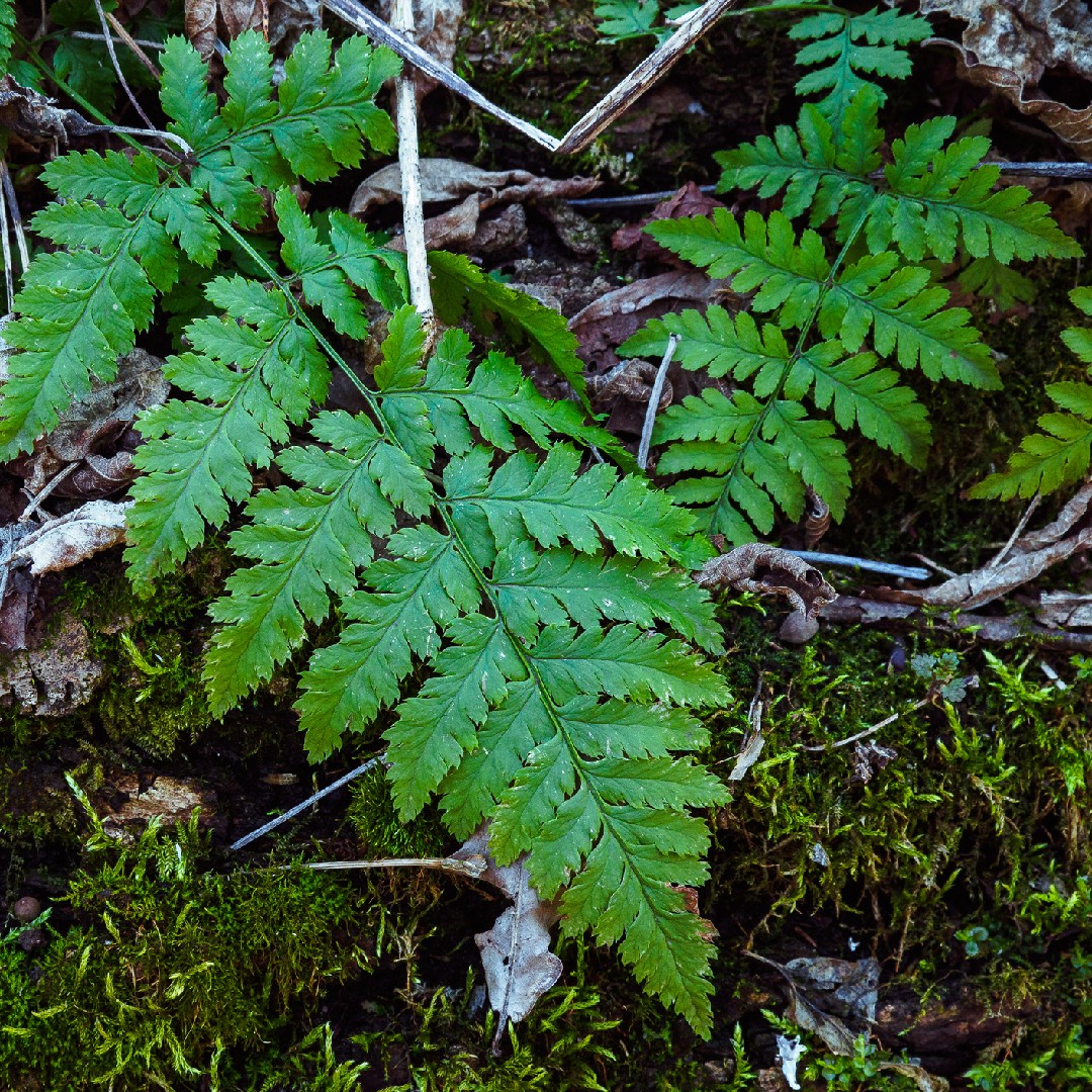 Dryopteris (Dryopteris) - PictureThis