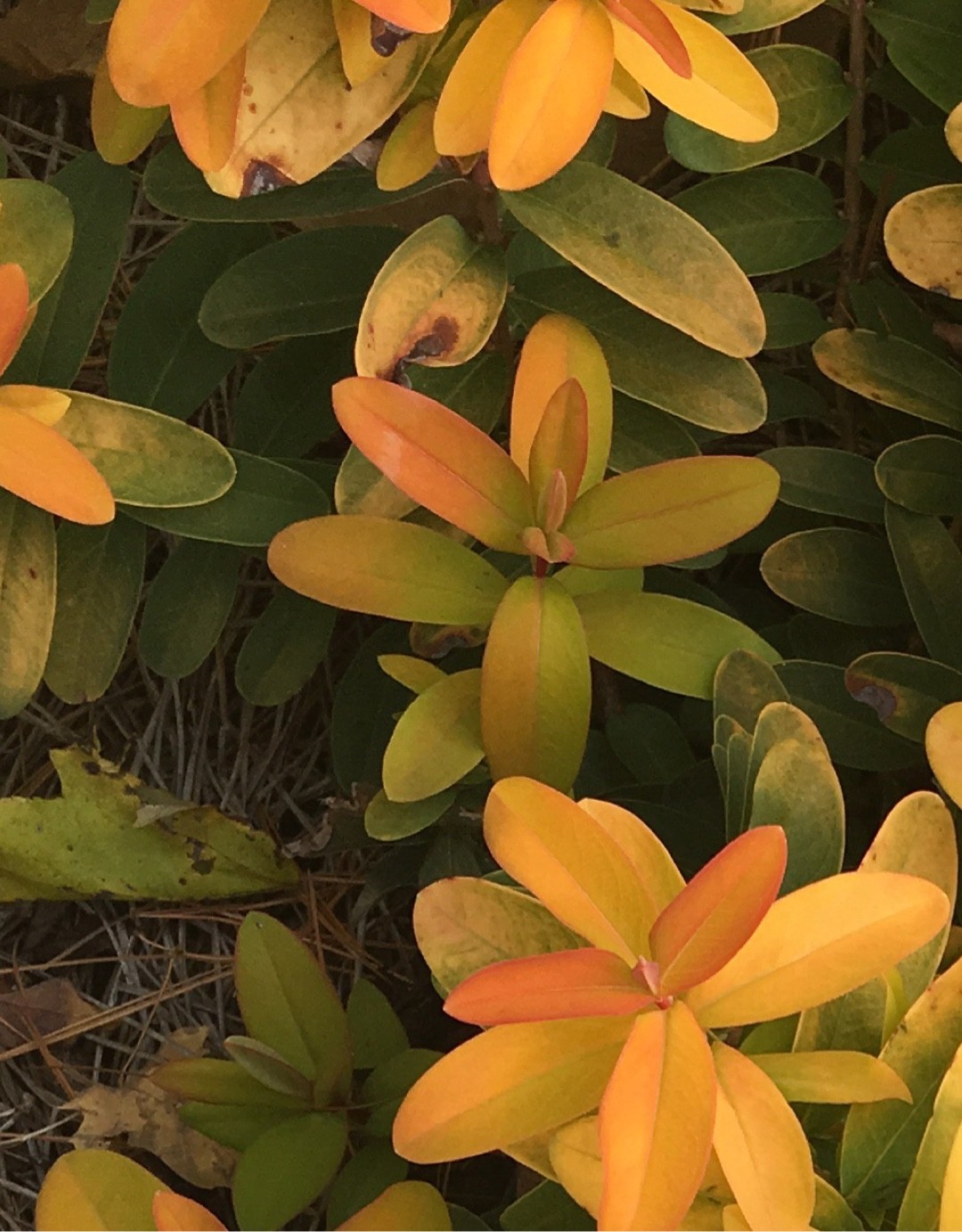 Hypericum calycinum 'Golden Rule' Care (Watering, Fertilize, Pruning ...