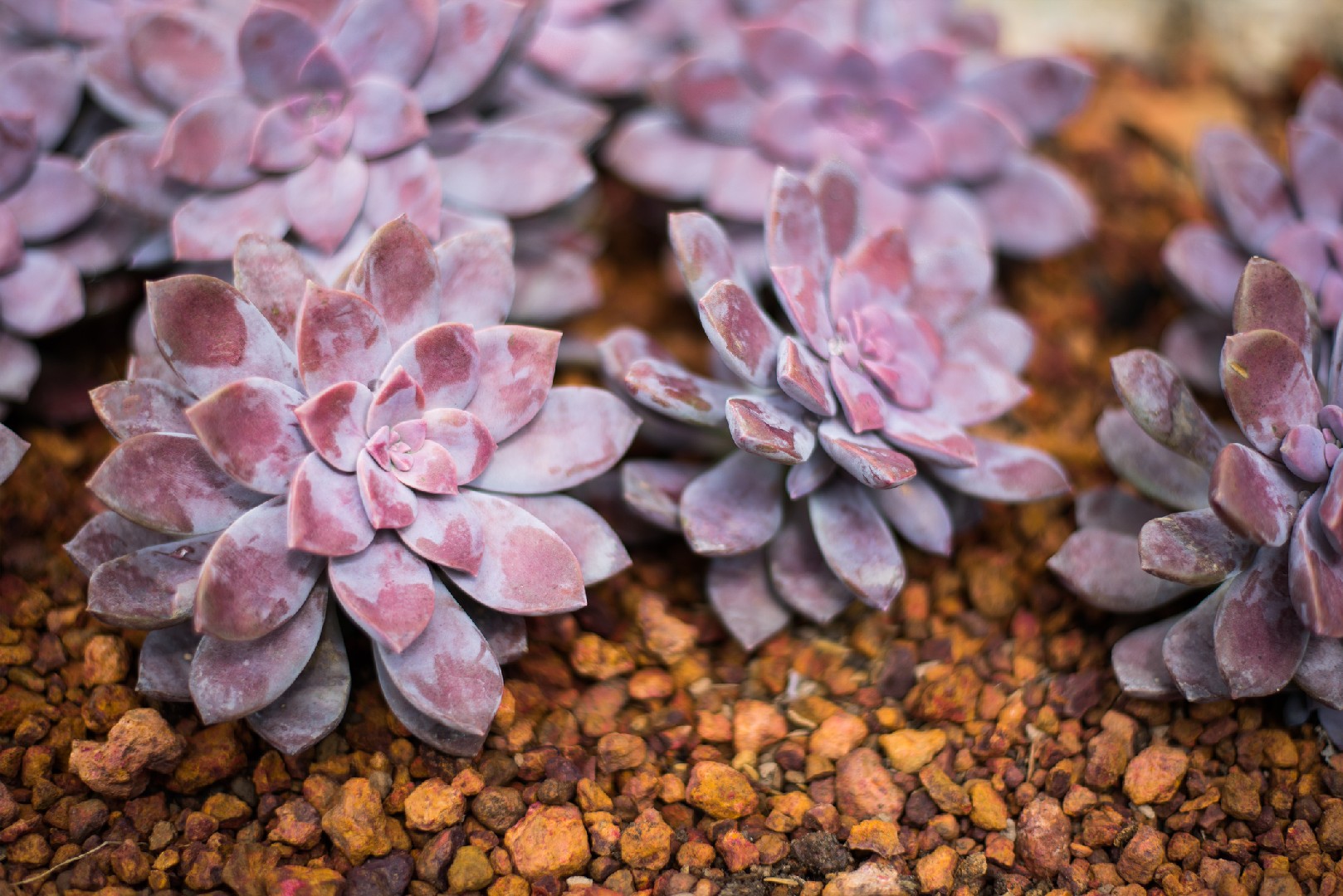 Graptopetalum superbum Care (Watering, Fertilize, Pruning, Propagation ...