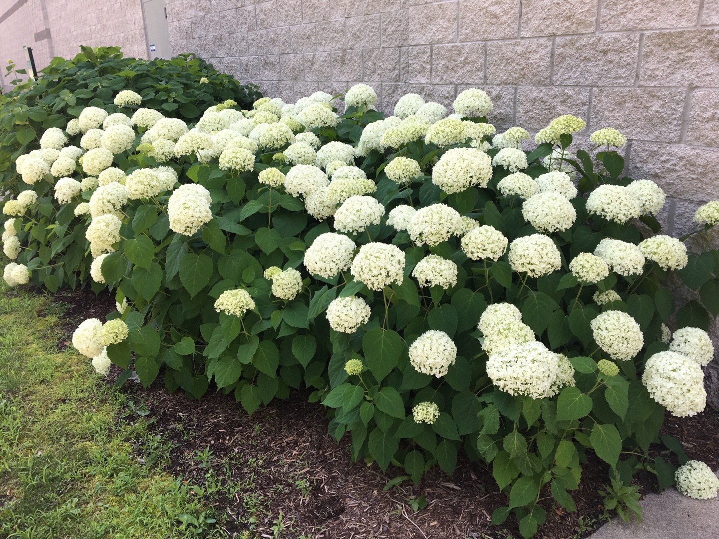 Hydrangea arborescens 'Abetwo' - PictureThis