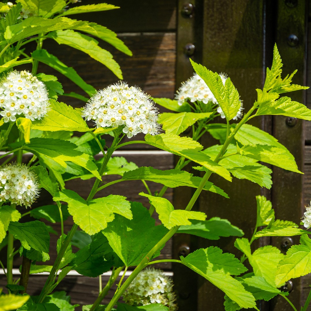 Physocarpus - PictureThis