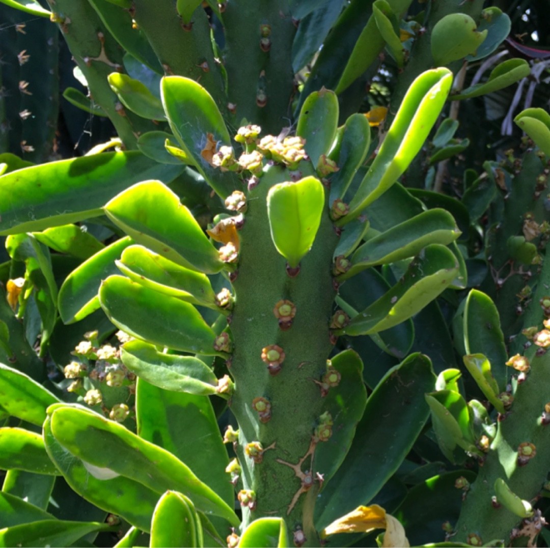Euphorbia neriifolia Cura(Come si cura, Coltivazione, Riproduzione ...