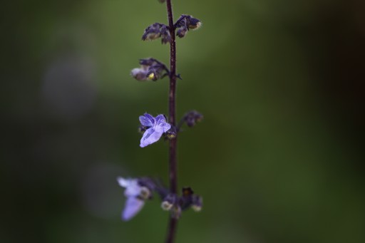 Isodon - PictureThis