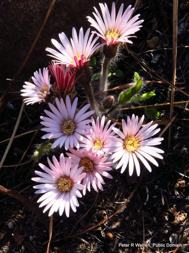 Gerbera 照顧，繁殖，開花時間 - PictureThis