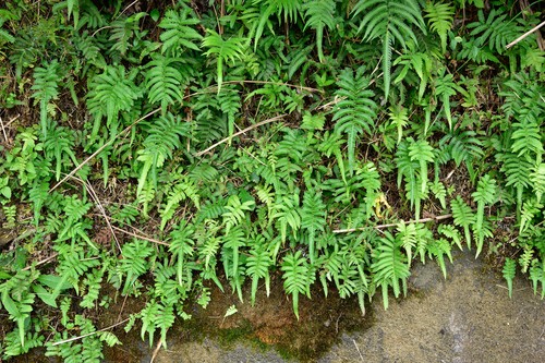 Christella acuminata - PictureThis