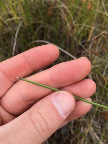 Eleocharis rostellata - PictureThis