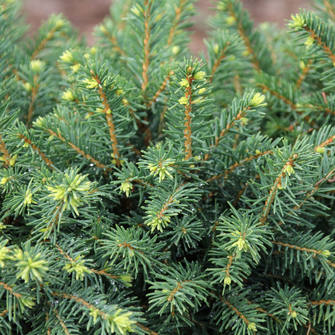 Picea glauca - PictureThis