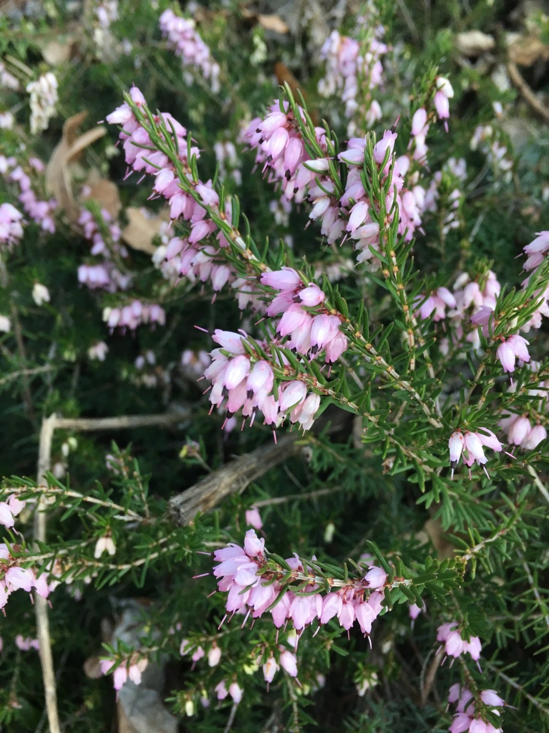 Erica × darleyensis 'Ghost Hills' Flower, Leaf, Uses - PictureThis