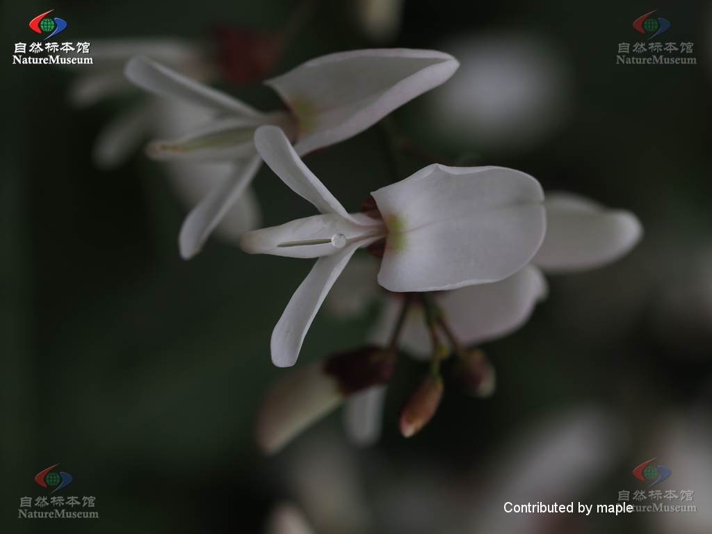 Derris fordii - PictureThis