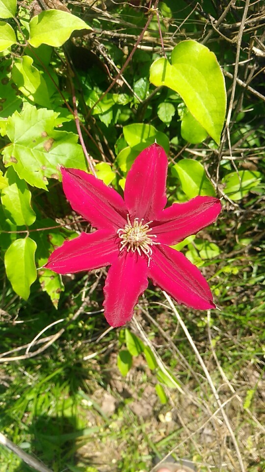 Clematis texensis - PictureThis