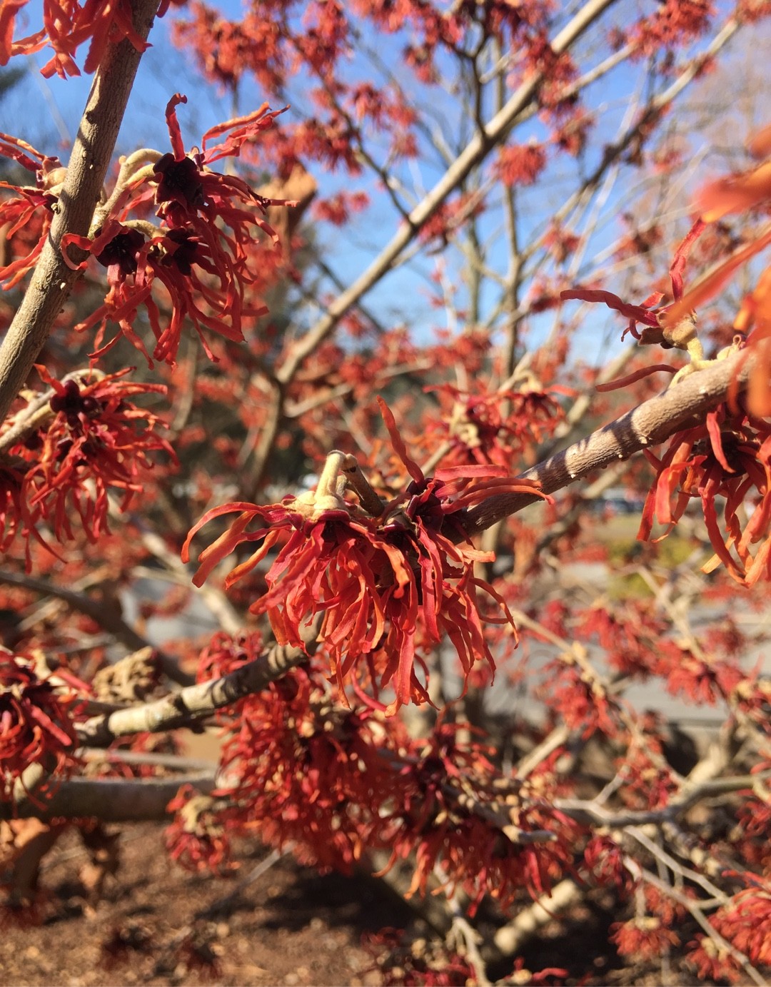 Hamamelis × intermedia 'Diane' - PictureThis