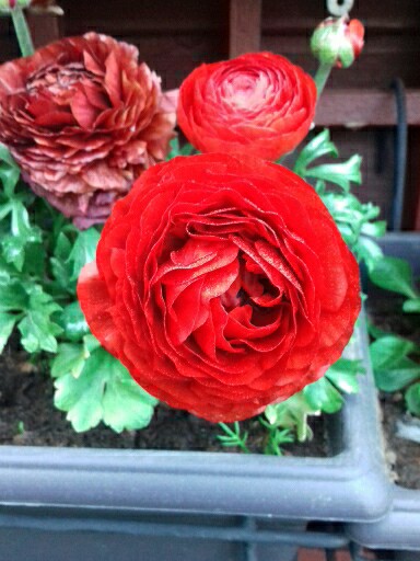 Ranunculus asiaticus 'Aviv Red' - PictureThis