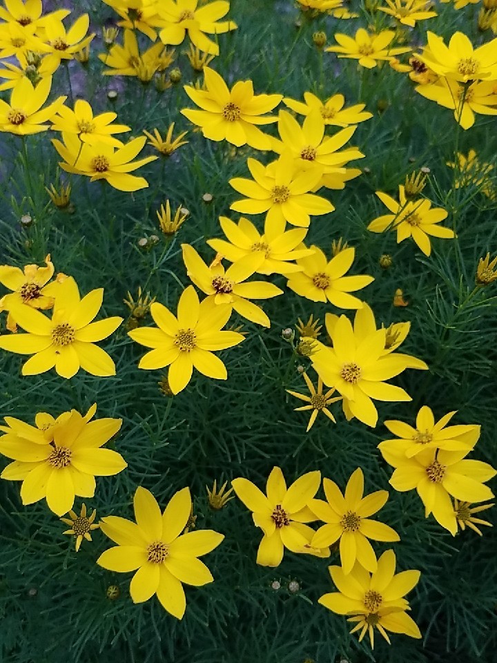 Coreopsis verticillata 'Grandiflora' (Coreopsis verticillata ...