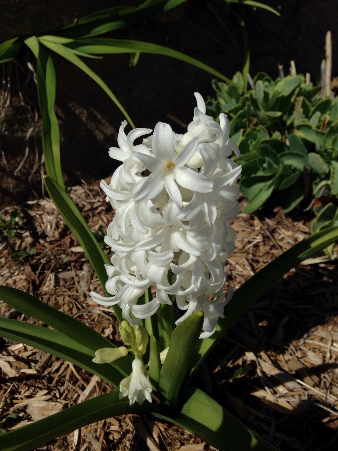 Hyacinthus orientalis 'White Pearl' (Hyacinthus orientalis 'White Pearl ...