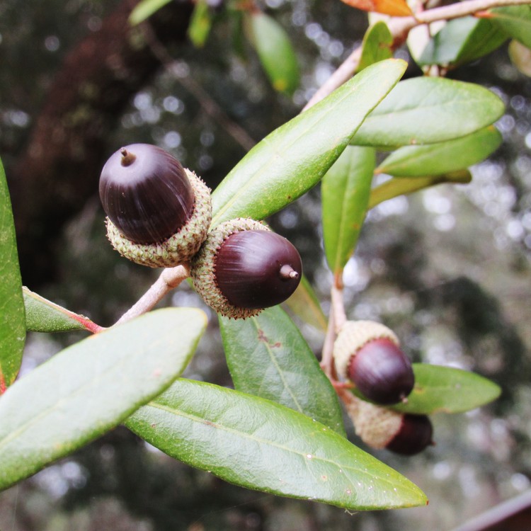 Quercus Virginiana Verzorging(Stekken, Bemesten, Ziekten en Plagen ...