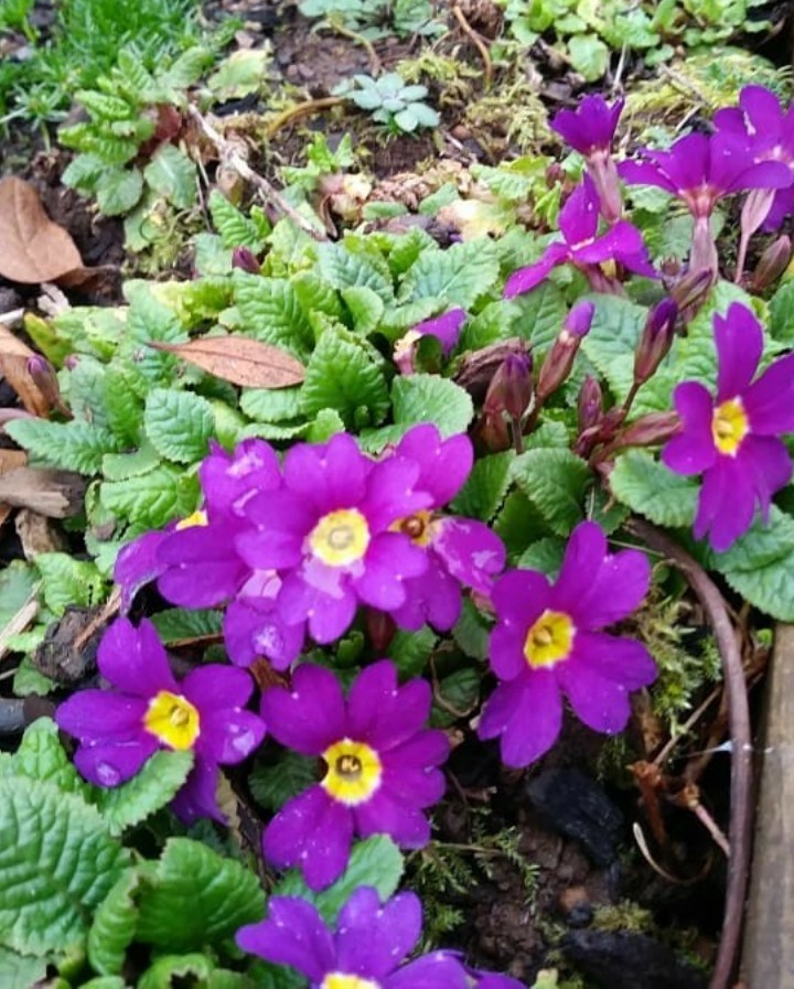Primula pruhonicensis 'Wanda' - PictureThis