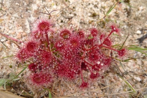 Drosera stolonifera - PictureThis