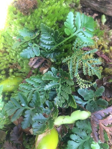 Davallia repens - PictureThis