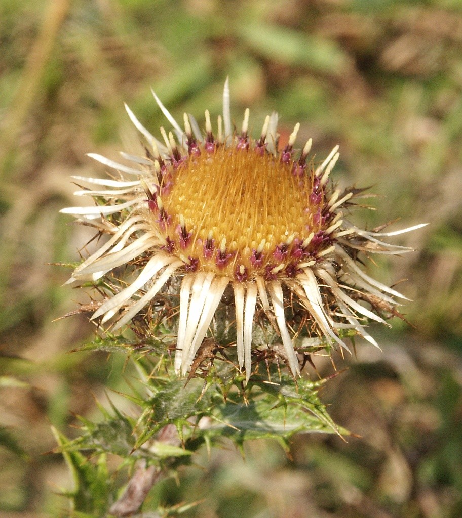 Carlina vulgaris (Carlina vulgaris) - PictureThis