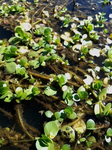 Bacopa rotundifolia - PictureThis