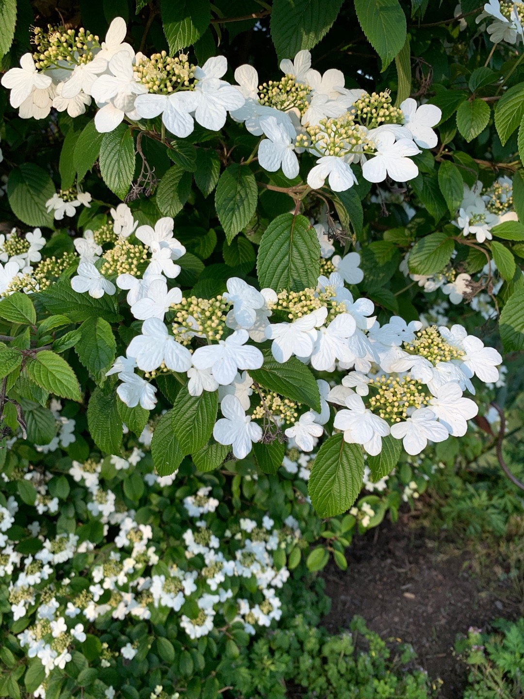 Viburnum plicatum f. tomentosum 'Summer Snowflake' - PictureThis
