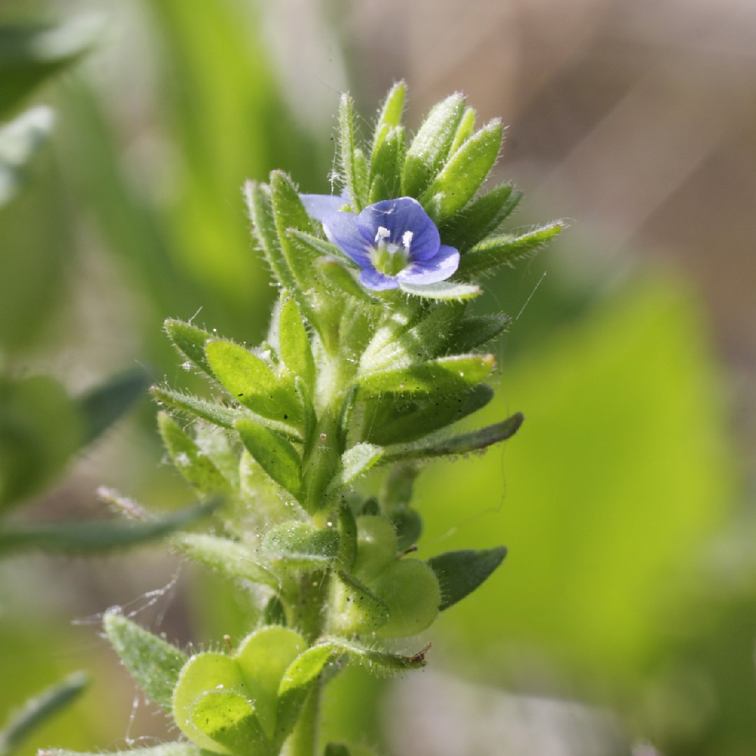 Feld-ehrenpreis (Veronica arvensis) - PictureThis