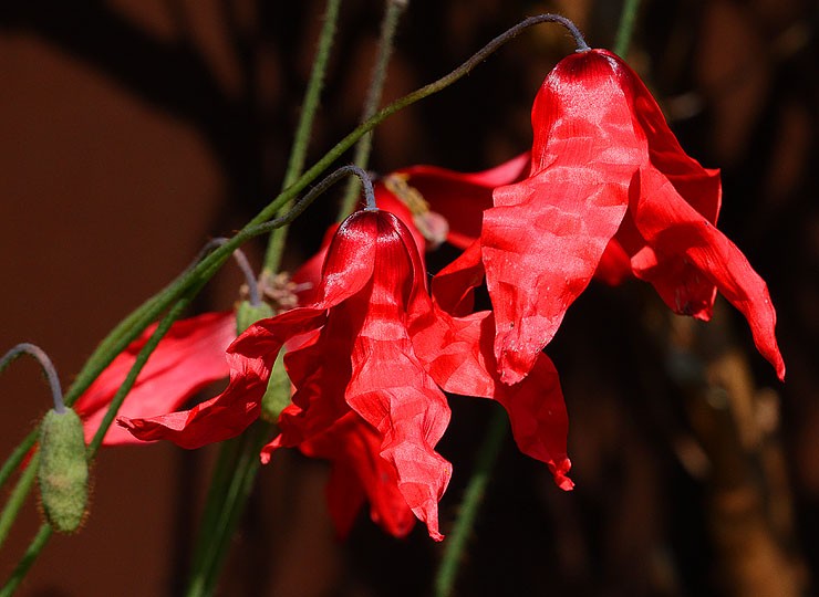 Meconopsis - PictureThis