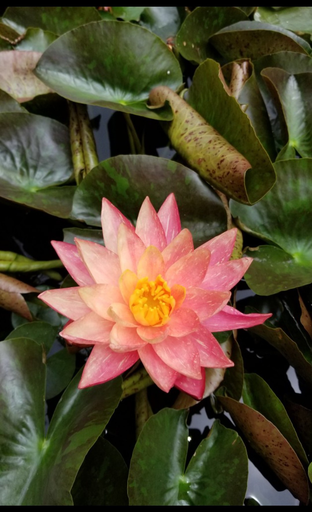Nymphaea 'Wanvisa' - PictureThis
