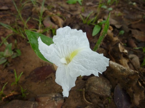 Siphonochilus (Siphonochilus) - PictureThis