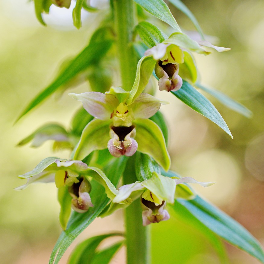 Epipactis - PictureThis
