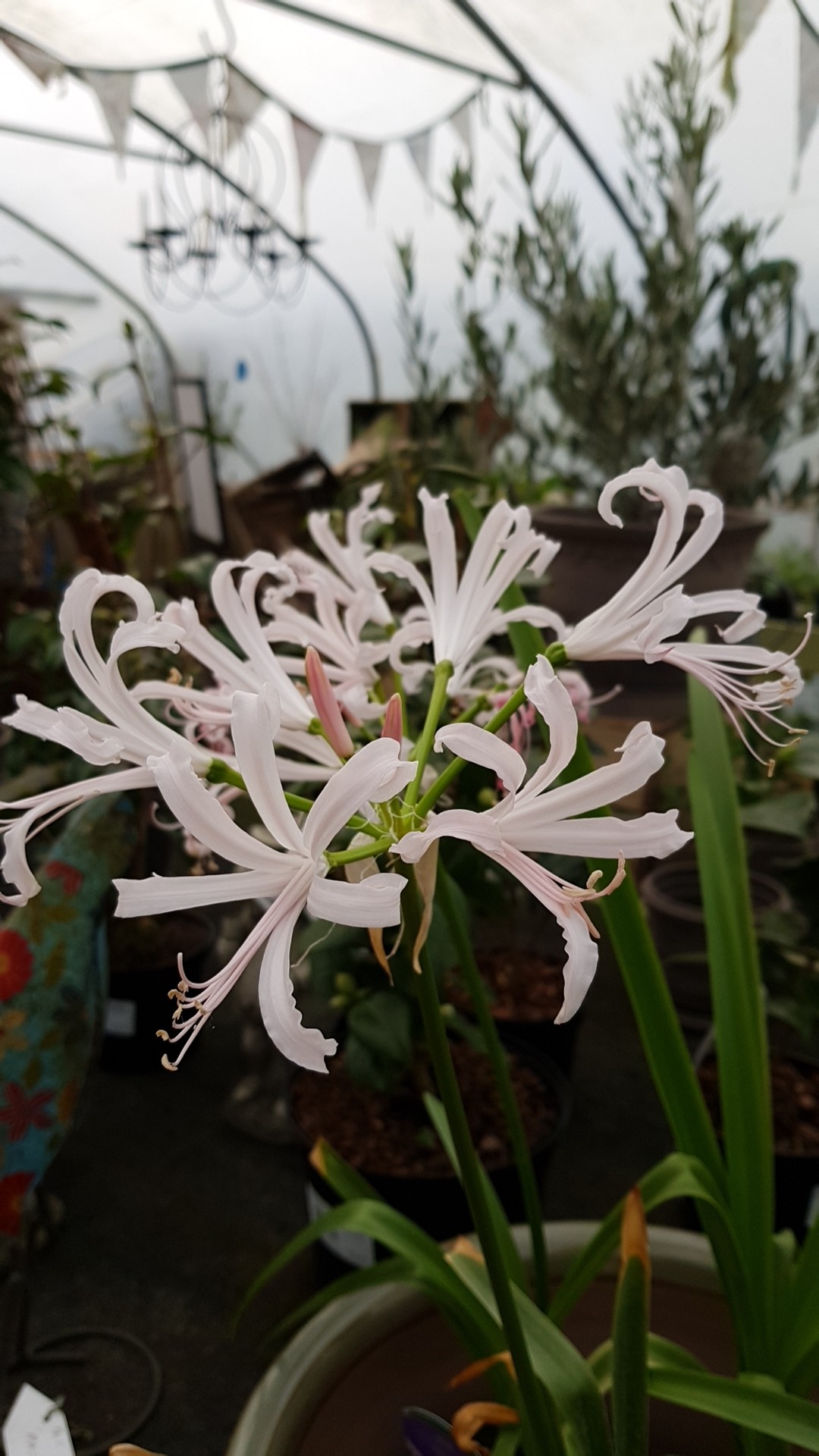 Nerine (Nerine) - PictureThis