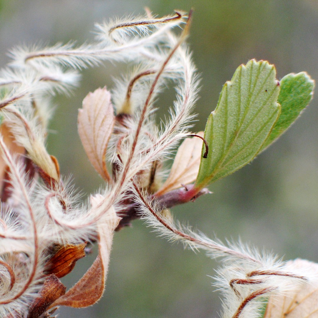 Cercocarpus montanus - PictureThis