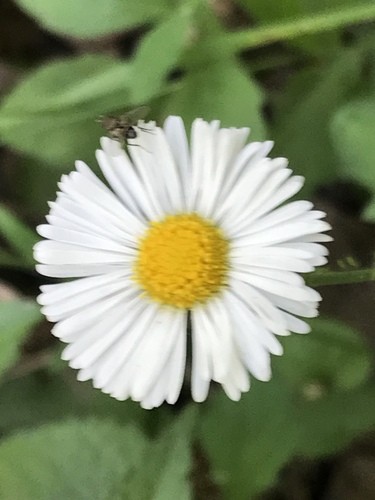 Erigeron modestus - PictureThis