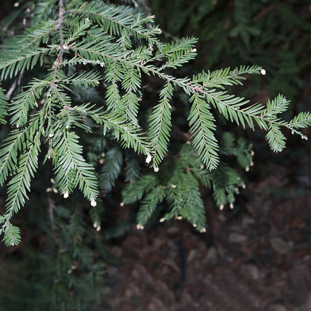 Küstenmammutbaum (Sequoia sempervirens) - PictureThis