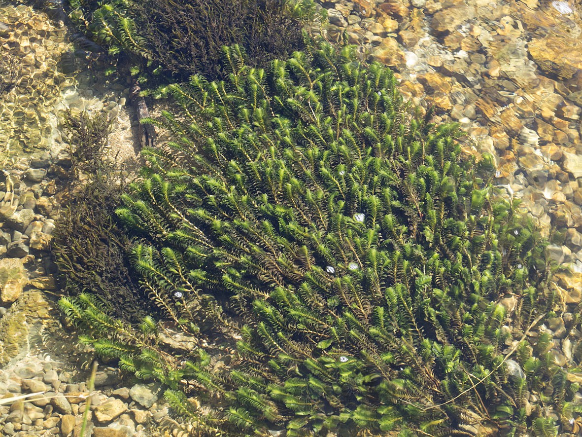 Groenlandia densa - PictureThis