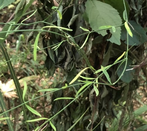 Orthosia scoparia - PictureThis