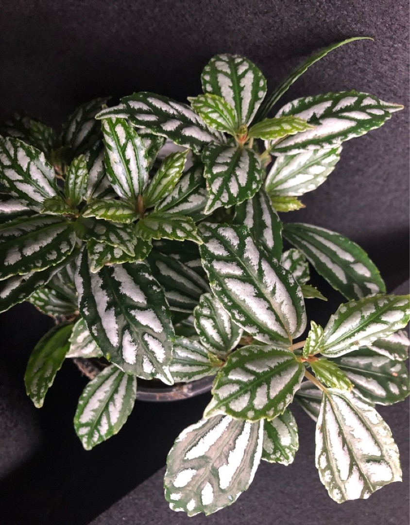 Pilea (Pilea) - PictureThis