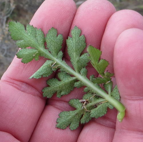 Lichtensteinia interrupta - PictureThis