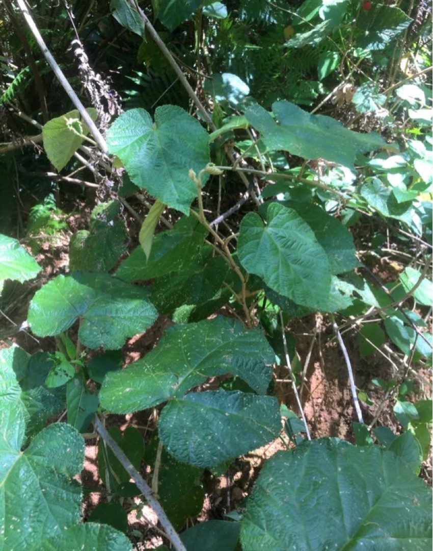 Rubus moluccanus (Rubus moluccanus) - PictureThis