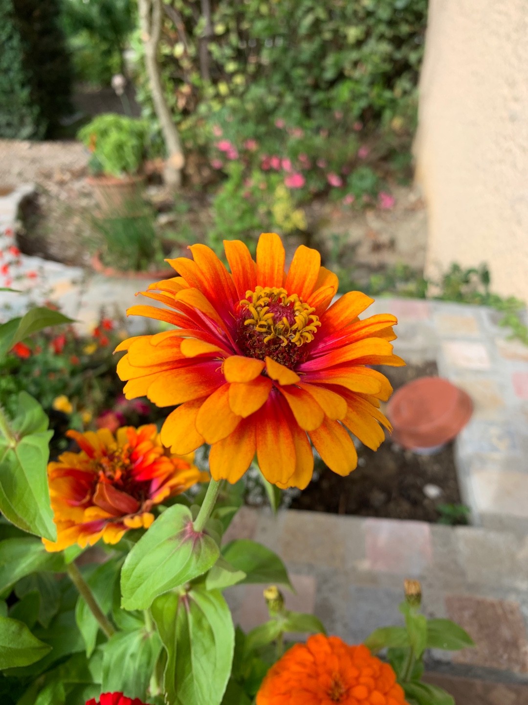 Zinnia haageana 'Old Mexico' Care (Watering, Fertilize, Pruning ...