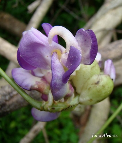 PictureThis - Vigna speciosa