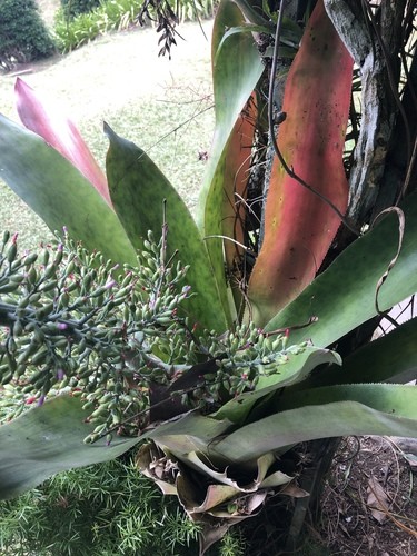 Aechmea (Aechmea) - Picturethis