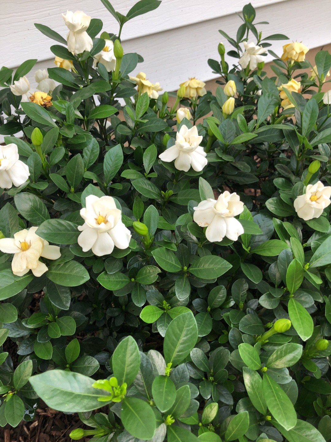 Gardenia jasminoides 'Buttons' - PictureThis