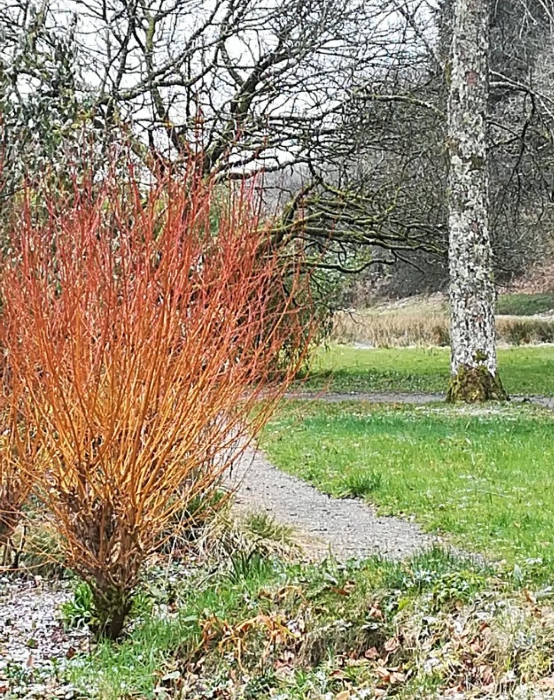 Salix alba var. vitellina 'Britzensis' (Salix alba var. vitellina ...