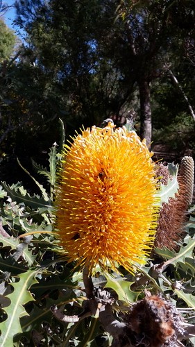 Banksia ashbyi - PictureThis