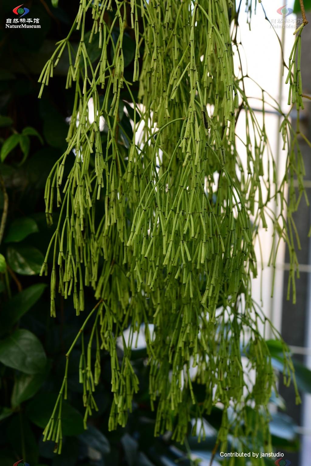 Rhipsalis clavata日常養生 育て方（潅水, 施肥, 剪定, 病気）- PictureThis